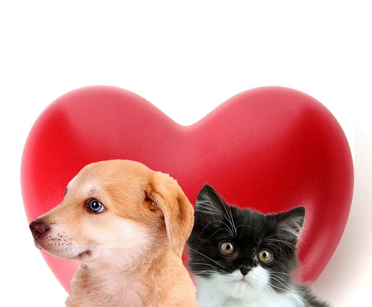 Vegetable gums and stabilisers in wet pet food – Zealandia - Pet ...