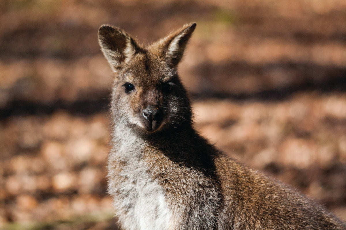 New Zealand Wallabies: An Unexpected Inhabitant of Aotearoa | Zealandia ...