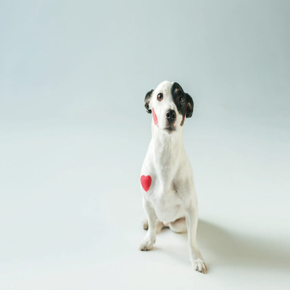 Cardiovascular / Heart Health - Heart disease in dogs and cats, and ho ...