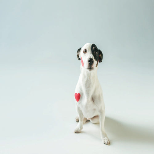Cardiovascular / Heart Health - Heart disease in dogs and cats, and ho ...